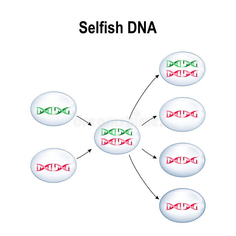 Gen Egoísta Células Con La DNA Normal Y La DNA Egoísta Ilustración del ...