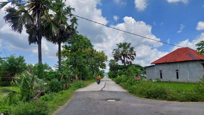 Siwalan Trees on Either Side of Genaharjo Village Road Editorial Stock ...