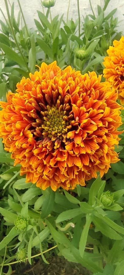 Genda Flower Natural Flower Sweet Flower Stock Photo - Image of flover ...