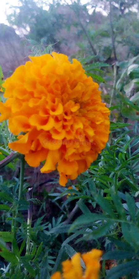 Genda Flower is Very Beautiful Stock Image - Image of wallpaper, cute ...