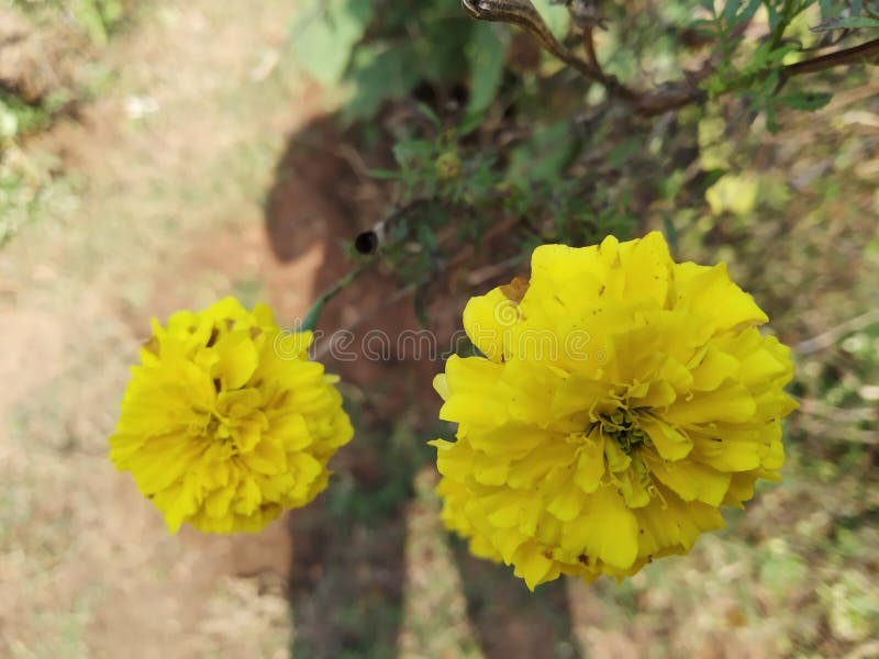 Phool Flower Lily Red Green Stock Image - Image of flower, phool: 206995781