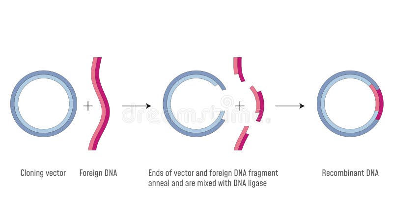 Plasmids with Cells Extrachromosomal DNA Molecule Structure Outline ...
