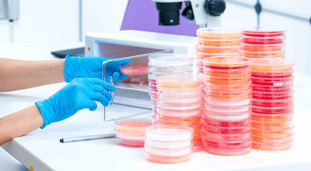 Gene Editing Optimization: Petri Dishes are Used To Optimize Gene ...