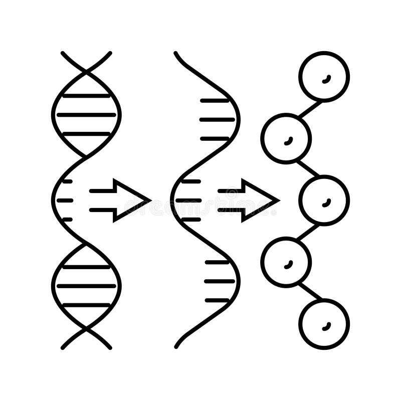 Gene Expression Cryptogenetics Line Icon Vector Illustration Stock ...