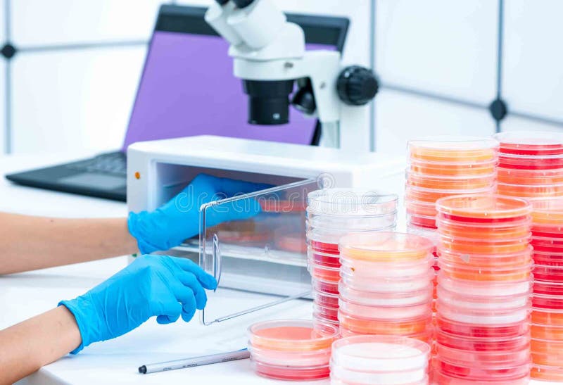 Gene Therapy Research: Petri Dishes are Employed in Gene Therapy ...