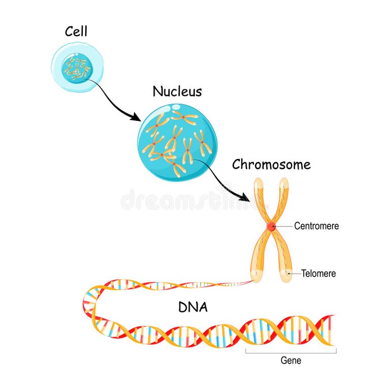 Structure Chromosome Stock Illustrations 35 490 Structure Chromosome