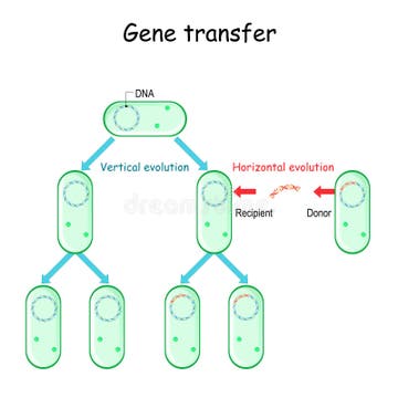 Gene Transfer for Example Bacteria. Horizontal and Vertical Evolution ...