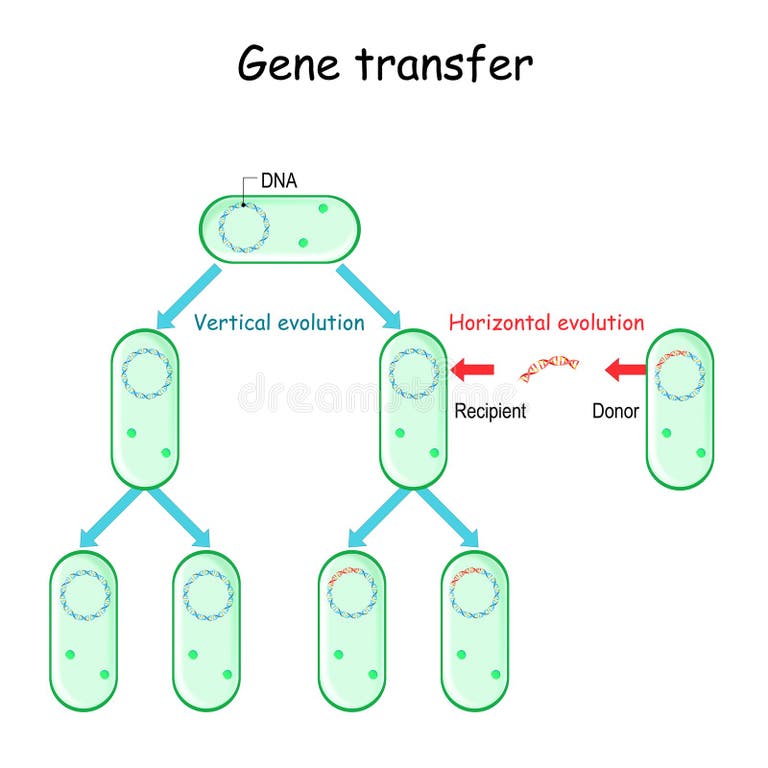 Gene Transfer for Example Bacteria. Horizontal and Vertical Evolution ...