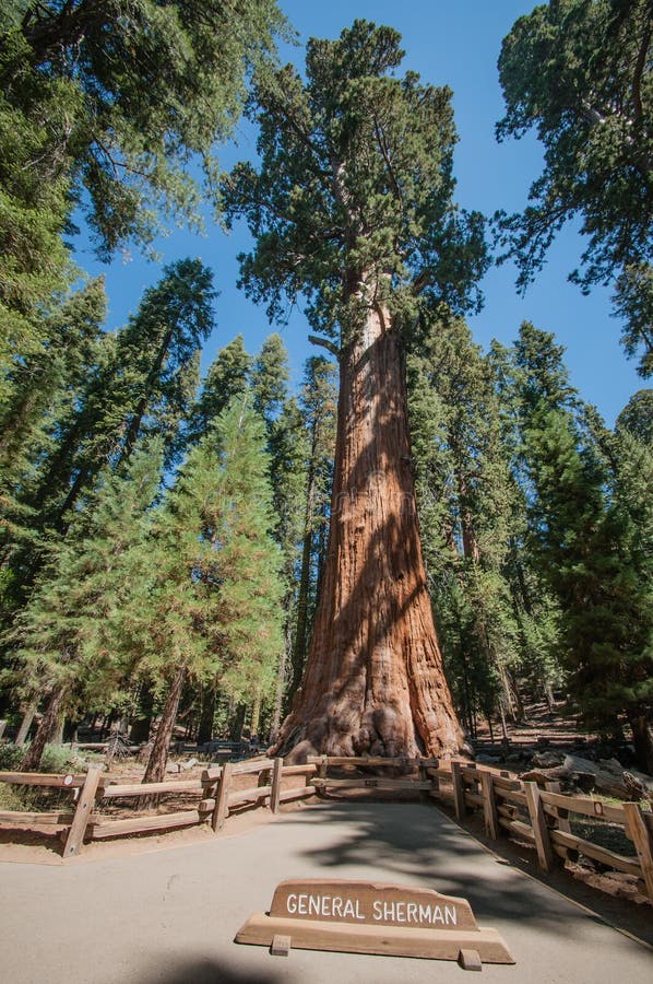Family Hugging a Giant Sequoia Tree Stock Image - Image of outdoor ...