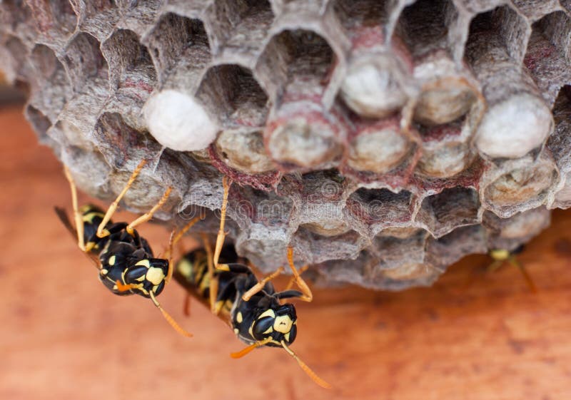 Genera Vespula and Dolichovespula, Stock Photo - Image of guardian ...