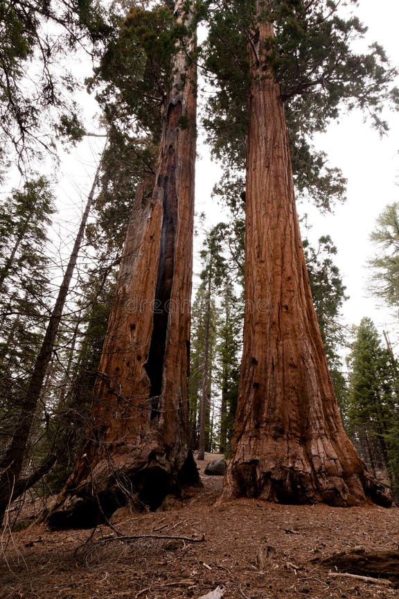 General Grant Grove stock photo. Image of tree, mountains - 23684458