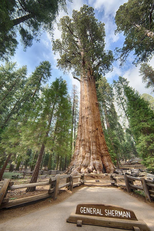 General Sherman Giant Sequoia Imagen de archivo - Imagen de viejo, azul ...