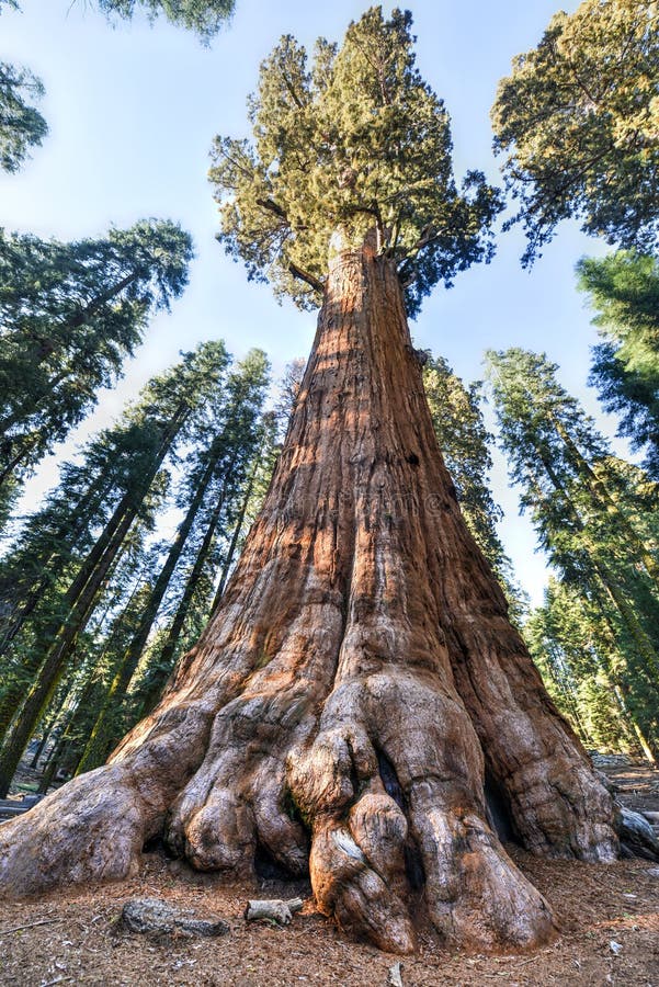 General Sherman Sequoia Tree Stock Image - Image of coniferous, bole ...