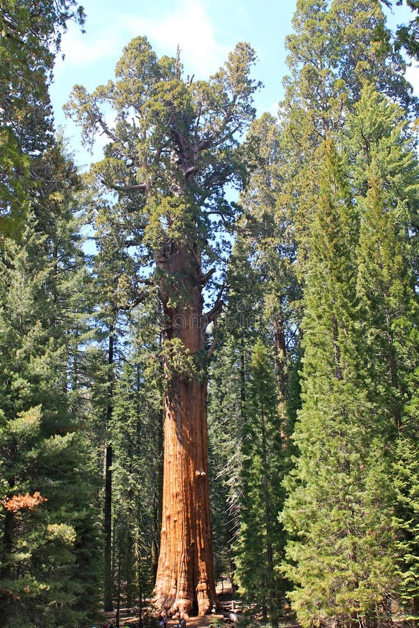 The General Sherman Tree stock image. Image of leaves - 20180641