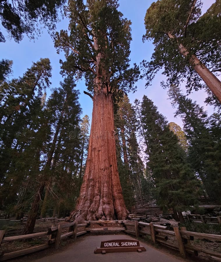 General Sherman Tree editorial photo. Image of sunlight - 297566866