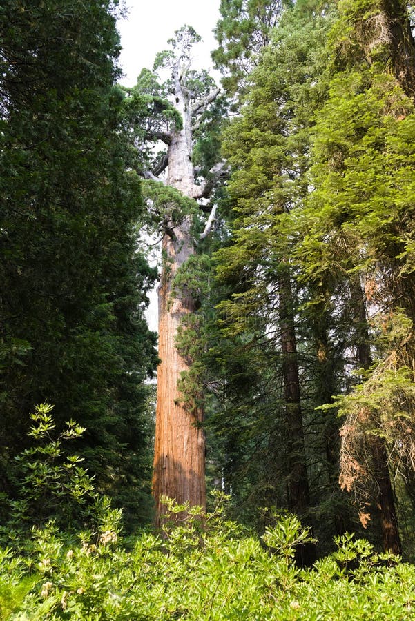 General Sherman Tree at Sequioa National Park in California Stock Photo ...