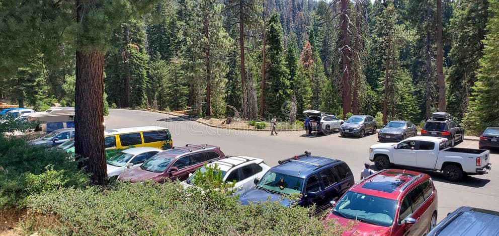 General Sherman Tree Trail editorial stock image. Image of wilderness ...