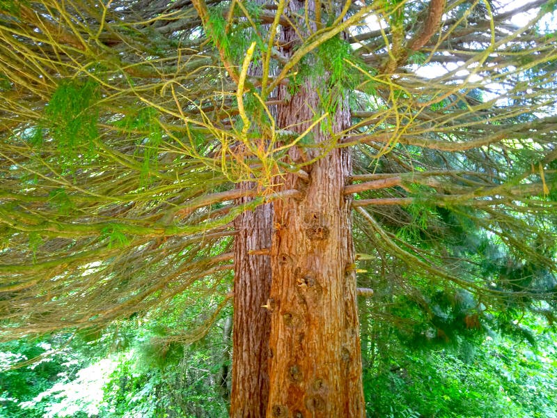 General Sherman Tree in Sequoia National Park California Monoline Line ...