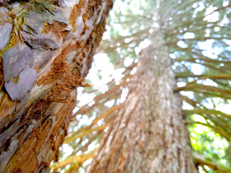 General Sherman Tree in Sequoia National Park California Monoline Line ...