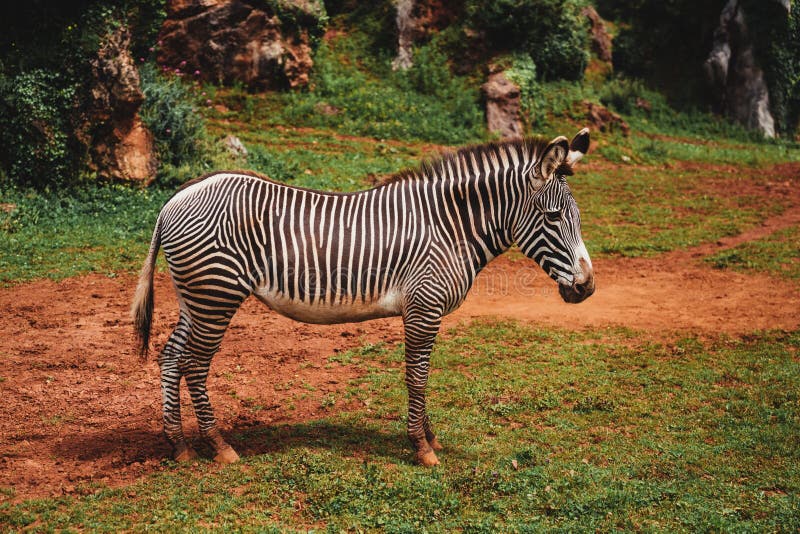 General Shot of a Beautiful Zebra in Freedom Stock Photo - Image of ...