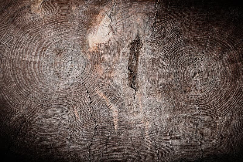General View Cross Cut of Double Tree Trunk Vintage Wood Texture Stock ...