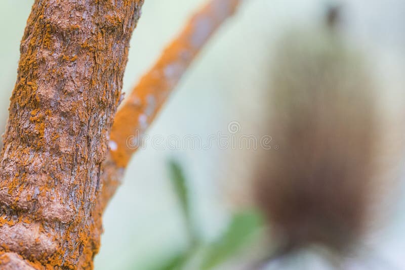 913 Lumpy Texture Stock Photos - Free & Royalty-Free Stock Photos from ...