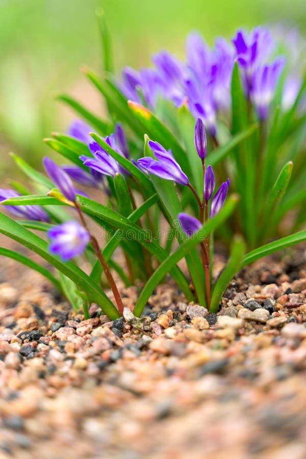 General View of the Purple Saffron Flowers. Spring Time Stock Image ...