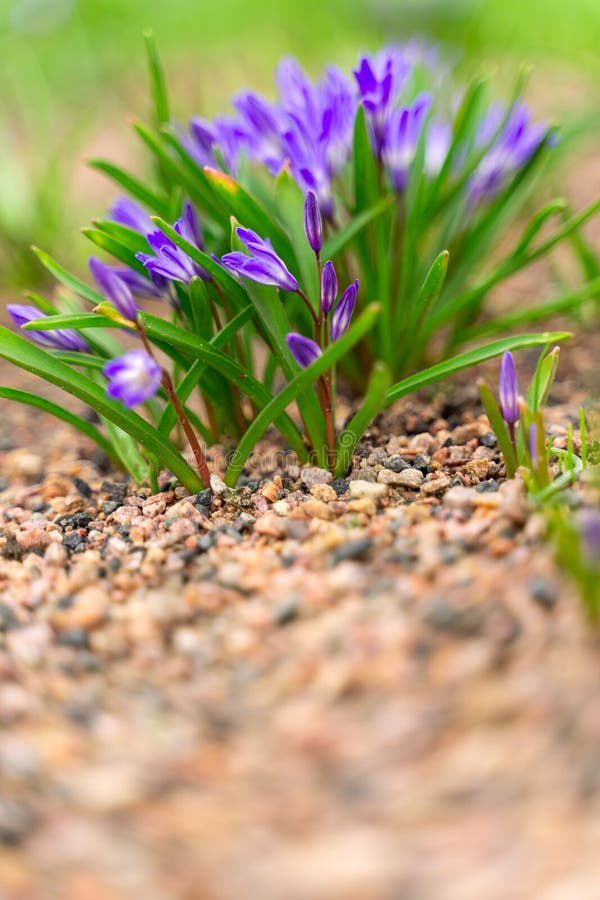 General View Purple Saffron Flowers Stock Photos - Free & Royalty-Free ...