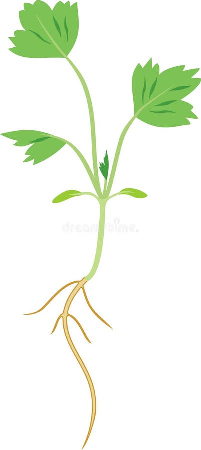 General View of Seedling of Raspberry with Root System and Green Leaves ...