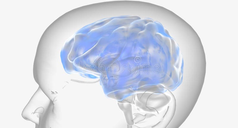 Generalized Seizure Caused by Abnormal Electric Activity in Brain Stock ...