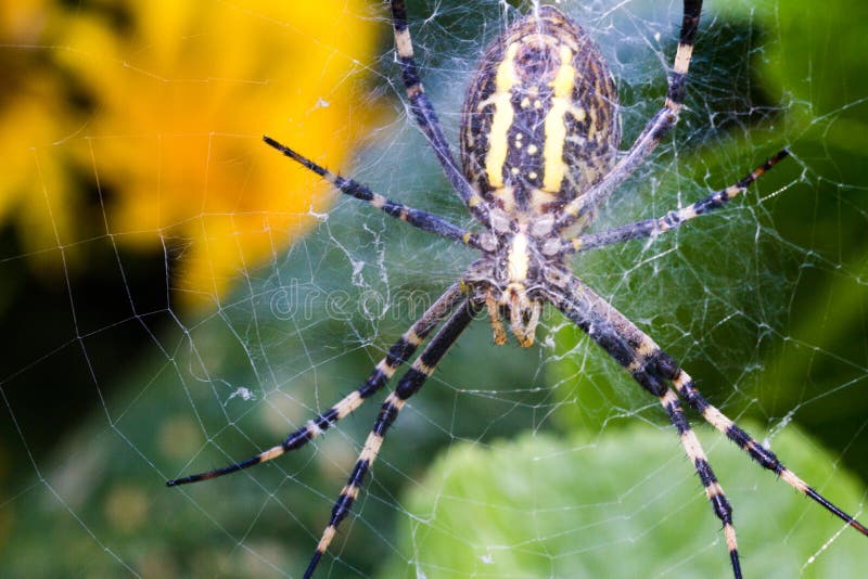 Spider Wasp Argiope Bruennichi Stock Photo - Image of arachnida ...