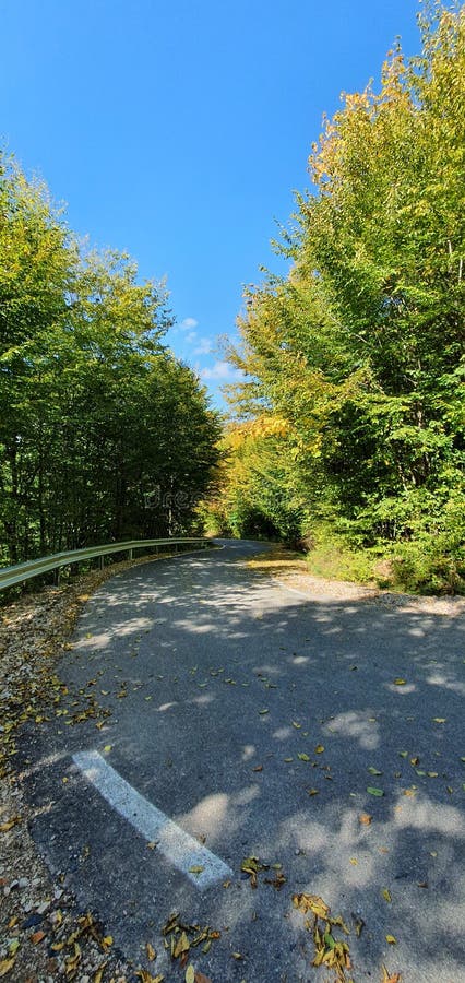 Generalului Road To Marisel Stock Image - Image of flower, green: 235459039