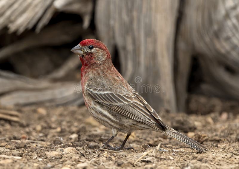 House Finch on the Ground in the La Lomita Bird and Wildlife ...