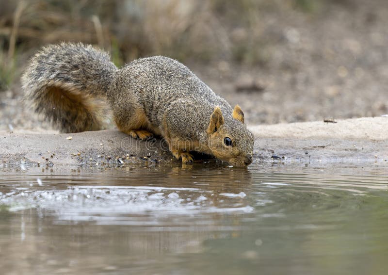 Eastern Fox Squirrel Drinking from a Pool in the Transitions Bird and ...