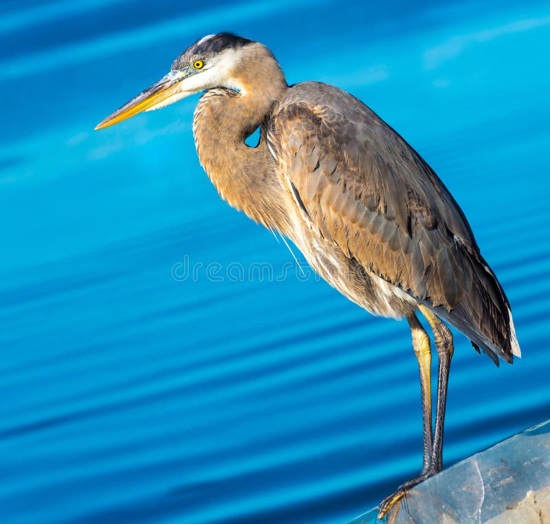 Great Blue Heron Looking Over Water. Stock Photo - Image of beak, bird ...