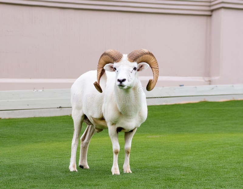 Full Body View of a Furry Large Male Ram, Standing on a Green Grass ...