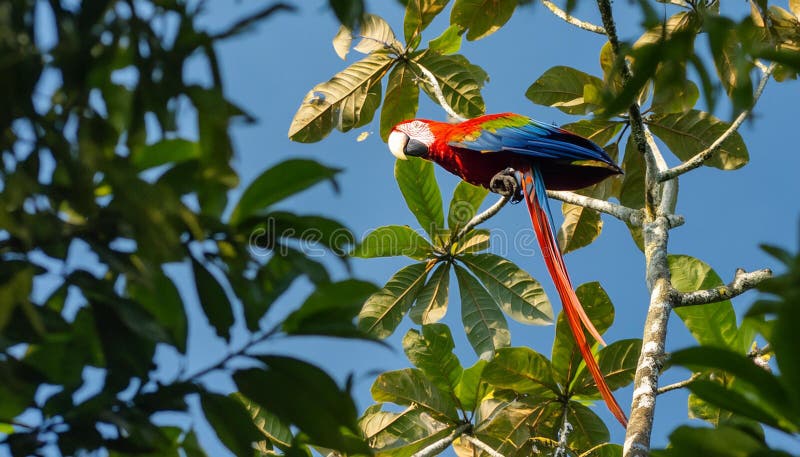 Ara Parrot in Their Canopy Kingdom Stock Illustration - Illustration of ...