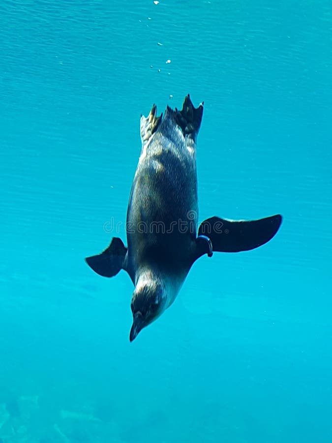 The Drowning Penguin or Cape Penguin is the only Species of African ...