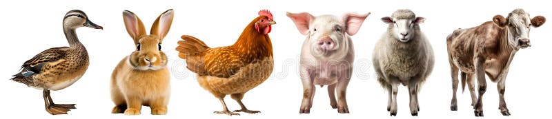 6 Farm Barn Animal Family, Brown Cow, Pig, Sheep Lamb, Chicken, Duck ...