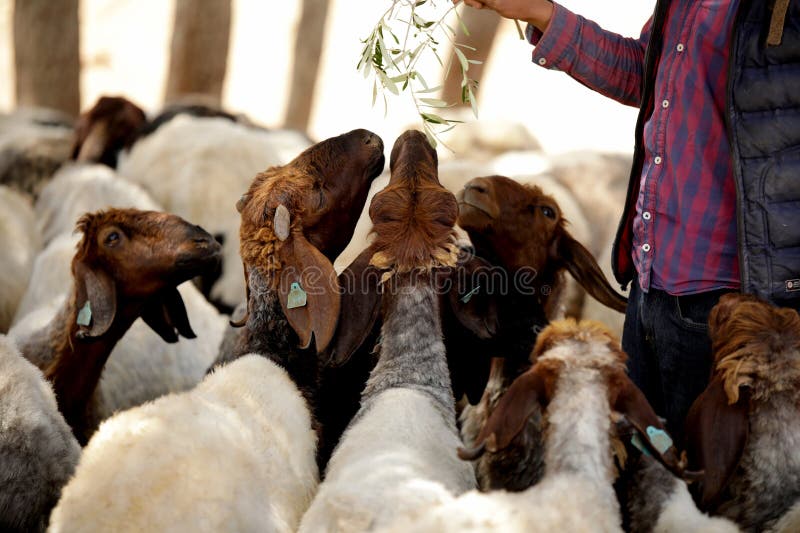 An Arab Farmer Feeding Sheep in a Sheepfold (Qurban in Eid Al-Adha ...
