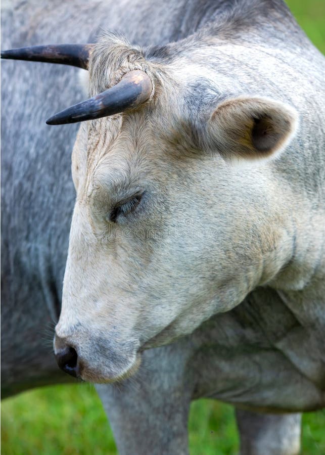 Head of a Large White Breed Dairy Cow Closeup. Stock Image - Image of ...