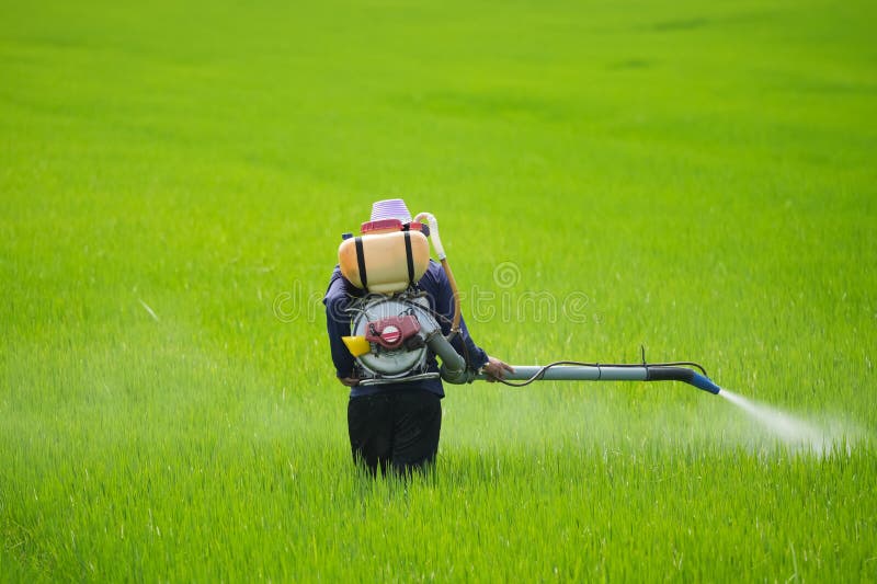 Farmer Spraying Pesticide on Rice Fields with a Spray Machine. Stock ...