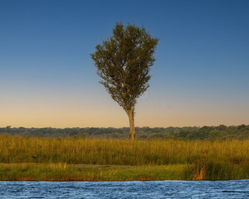 Lone Leafy Tree Standing Along the Nambia Side of the Chobe River in ...