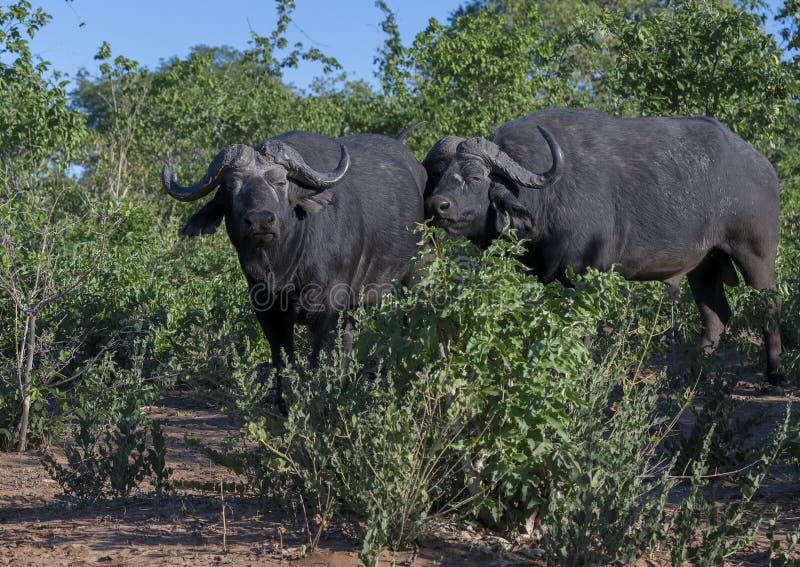 Two Cape Buffalo in the Dense Bush in Chobe National Park in Botswana ...
