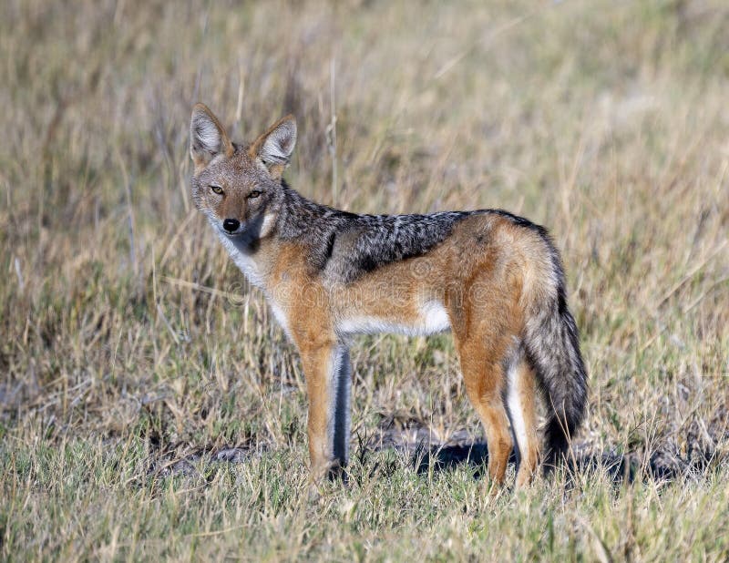 Sideview of a Black-backed Jackal Standing in an Open Plain the ...