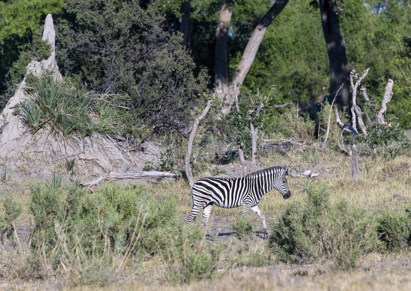 Sideview of a Plains Zebra Walking in the Shrubland in the Okavango ...