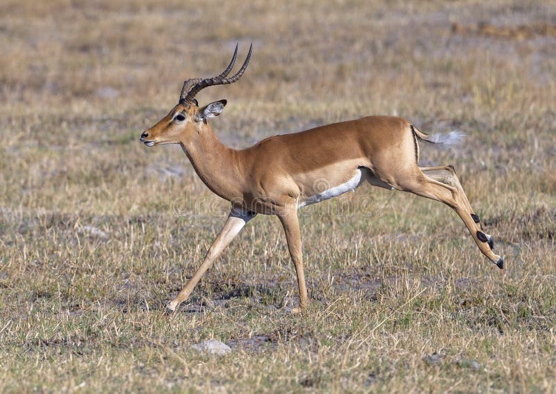 Male Impala Running in an Open Field in the Okavango Delta in Botswana ...