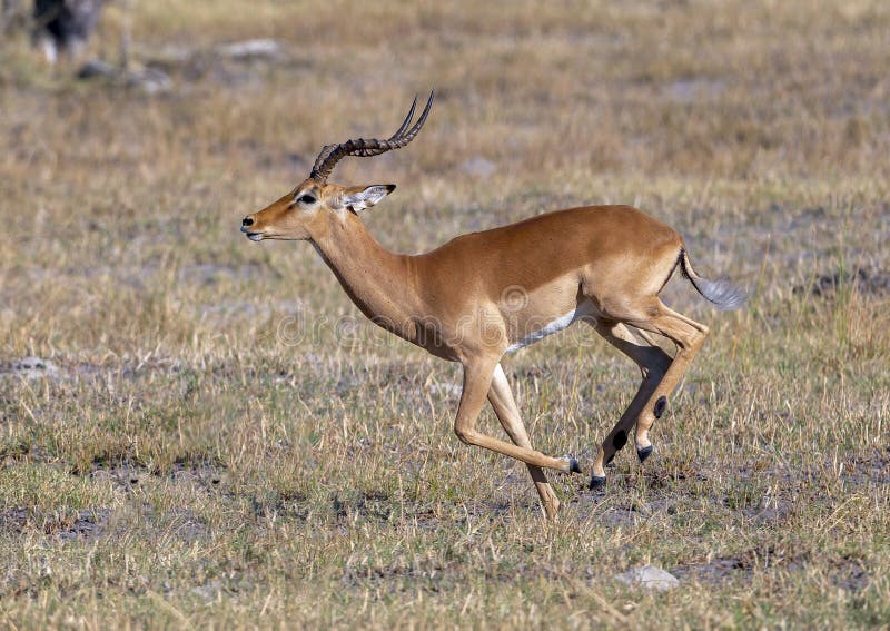 Male Impala Running in an Open Field in the Okavango Delta in Botswana ...