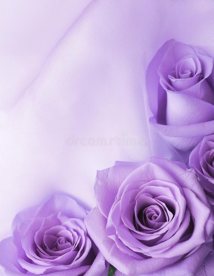 Purple Roses Corner Border Designs. Stock Illustration - Illustration ...