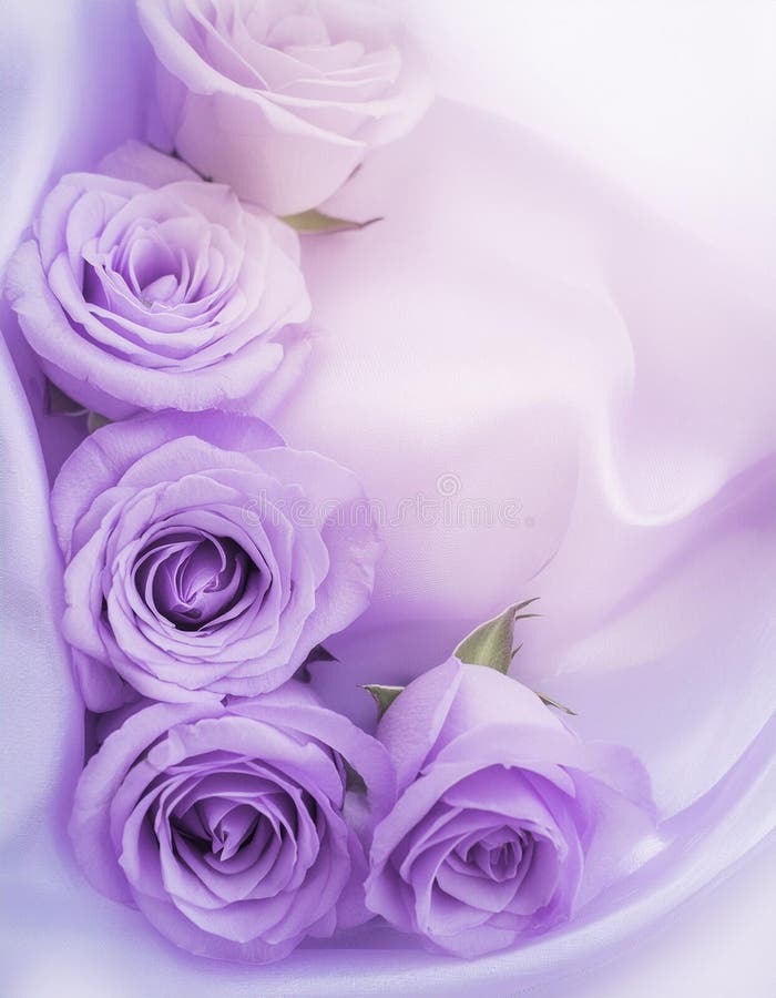 Purple Roses Corner Border Designs. Stock Illustration - Illustration ...